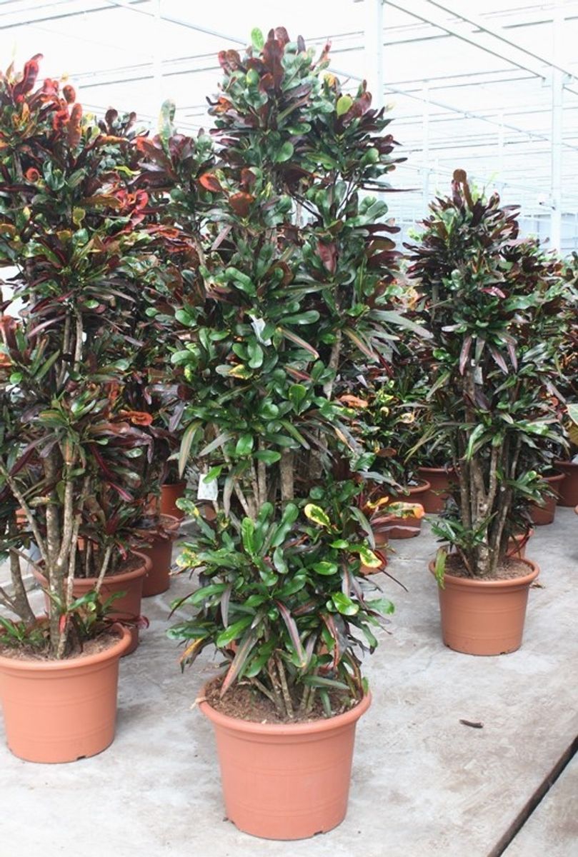Codiaeum variegatum 'Mammi' — Рослини оптом FlorAccess