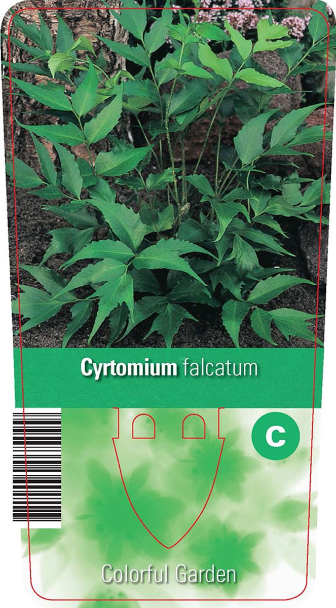 Cyrtomium falcatum — Рослини оптом FlorAccess