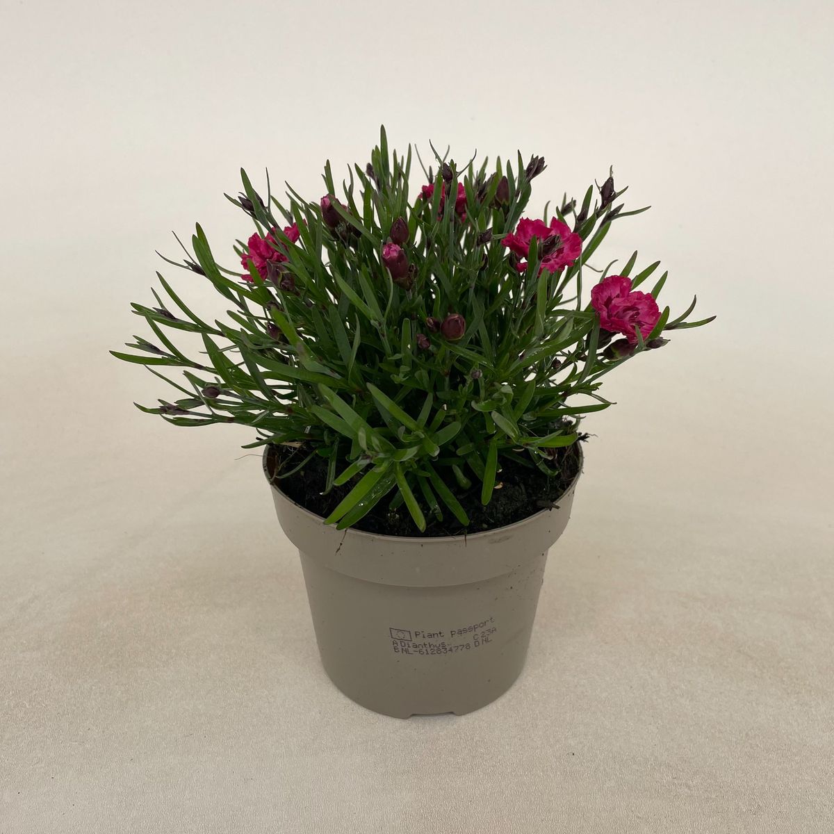 Dianthus DIANTICA EARLY LOVE — Plant Wholesale FlorAccess