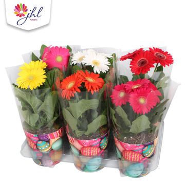 Gerbera COLOURGAME MIX — Plant Wholesale FlorAccess
