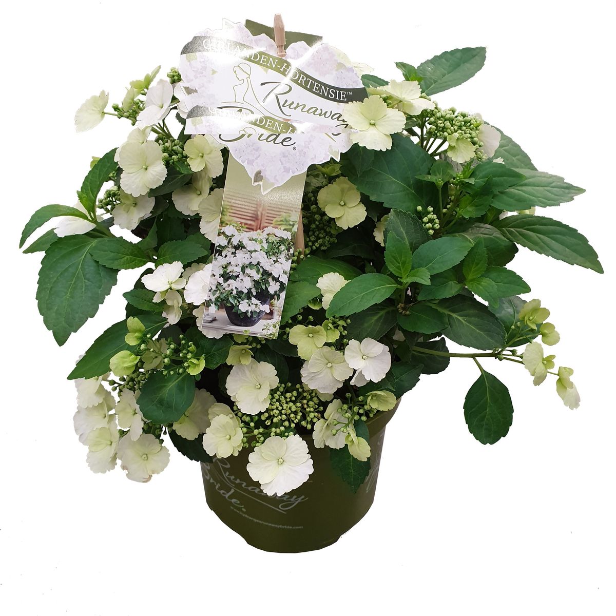 Hydrangea RUNAWAY BRIDE — Mayorista de plantas FlorAccess