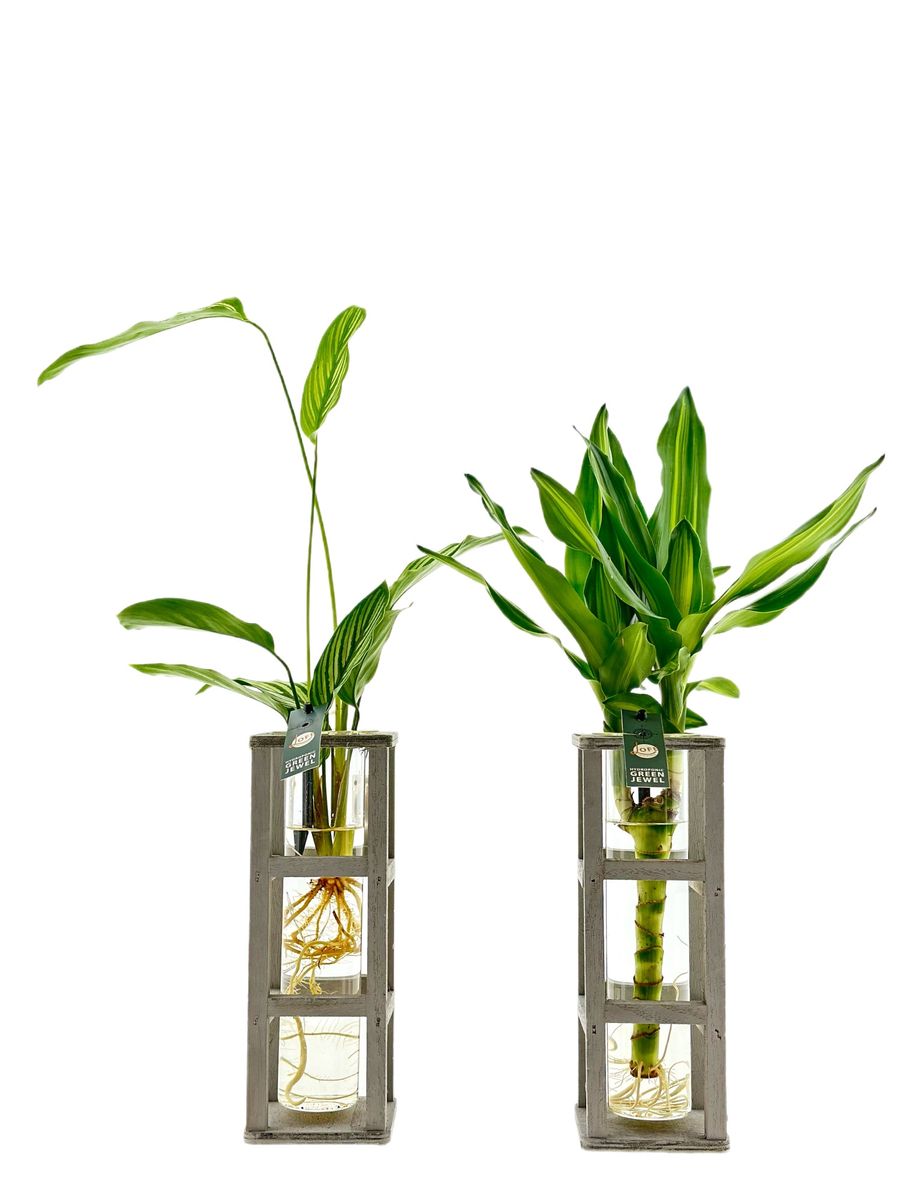 Arrangement Houseplants — Plant Wholesale FlorAccess