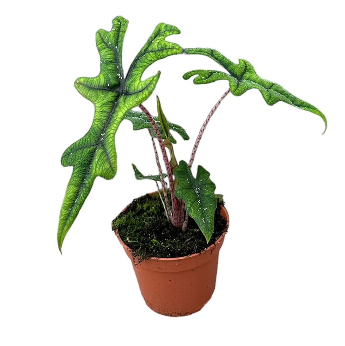 Alocasia 'Jacklyn' — Plant Wholesale FlorAccess