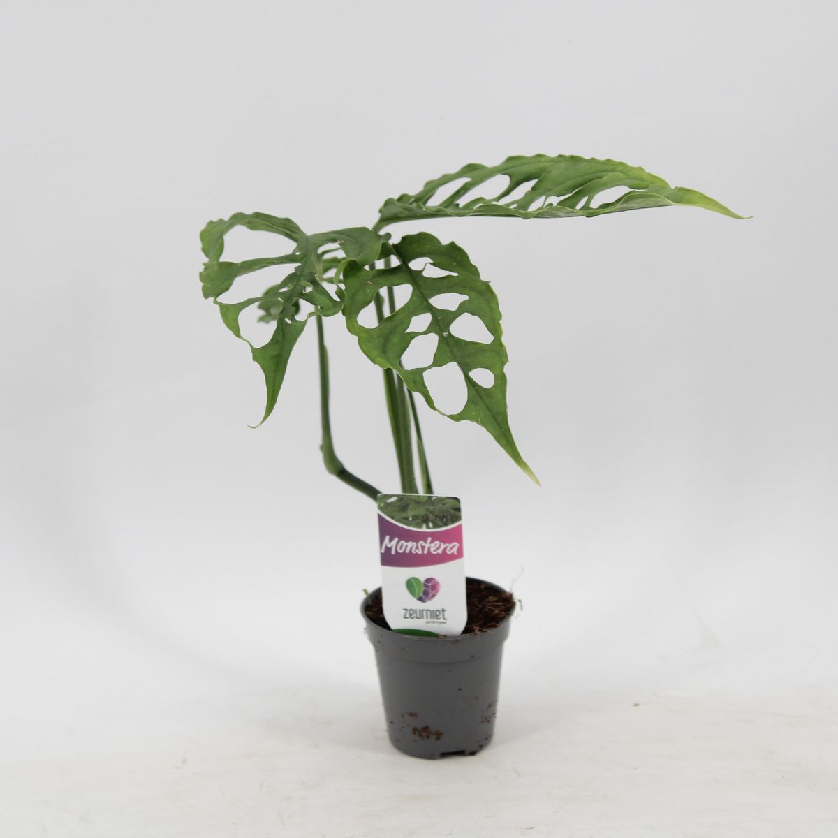 Monstera obliqua 'Peru' — Plant Wholesale FlorAccess