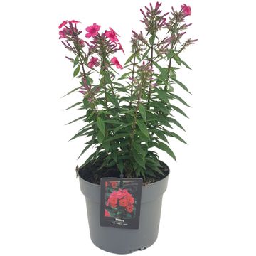 Phlox 'Early Red' — Plant Wholesale FlorAccess