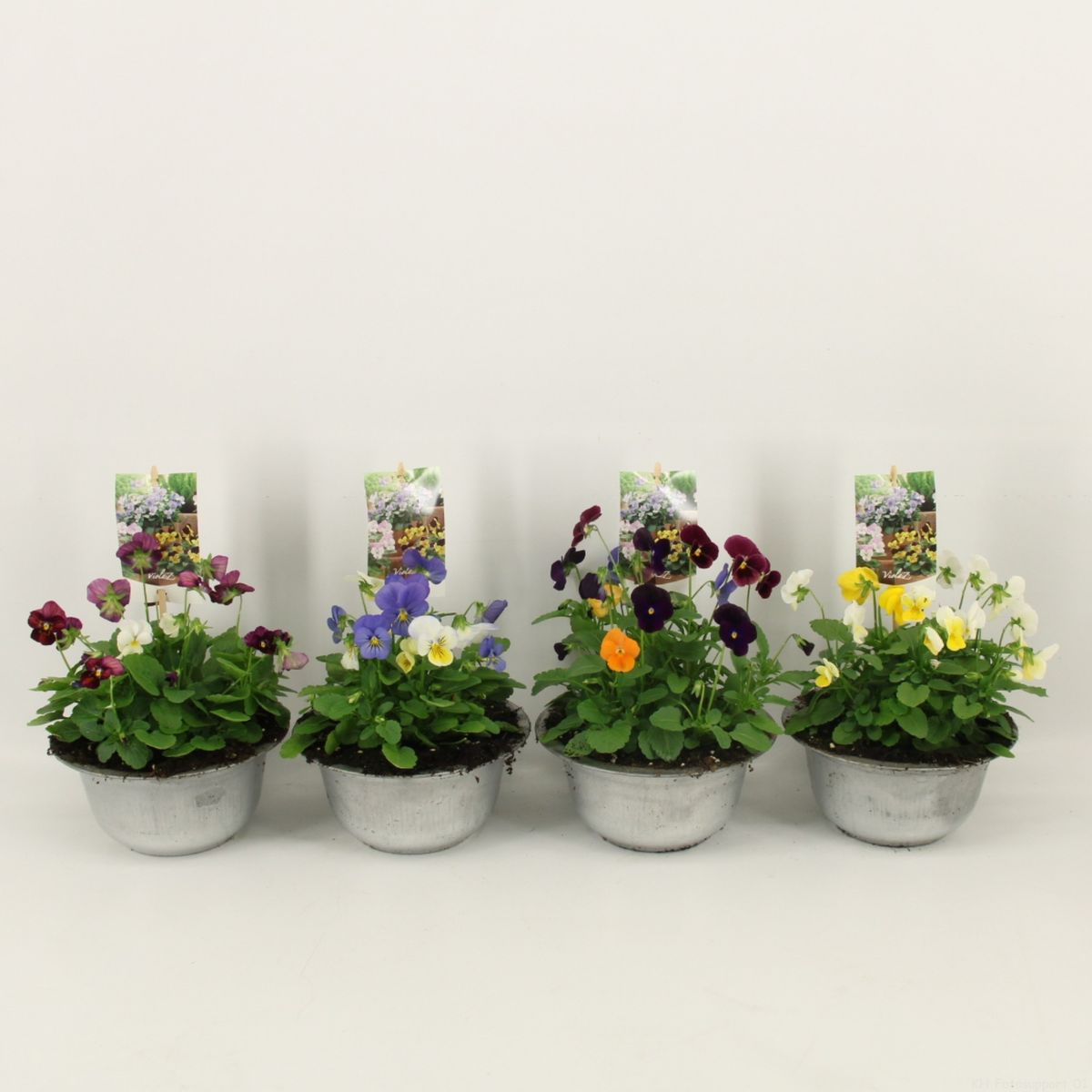 Viola CORNUTA MIX IN POT — Plant Wholesale FlorAccess