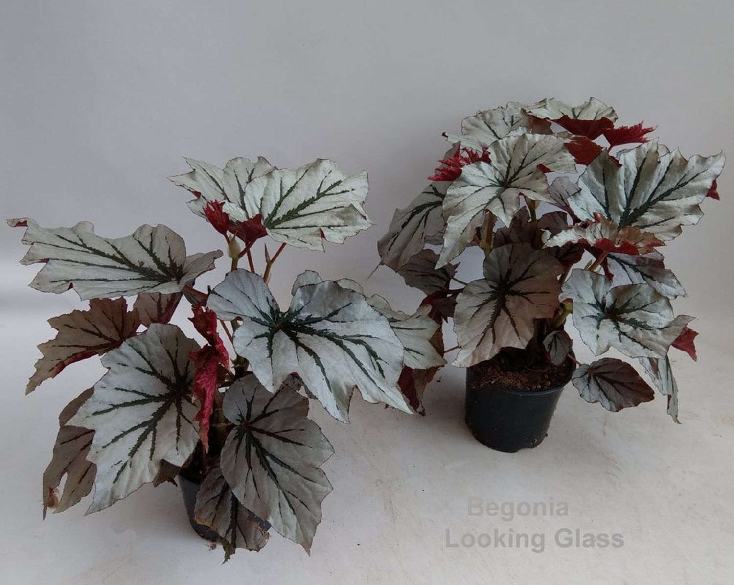 Begonia 'Looking Glass' — Plant Wholesale FlorAccess