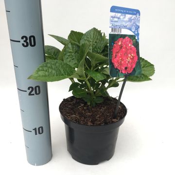 Hydrangea macrophylla GLOWING ALPS — Mayorista de plantas FlorAccess