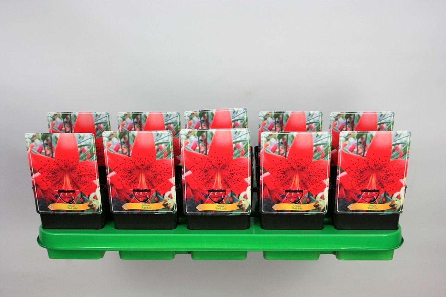 Lilium 'Red Life' — Plant Wholesale FlorAccess