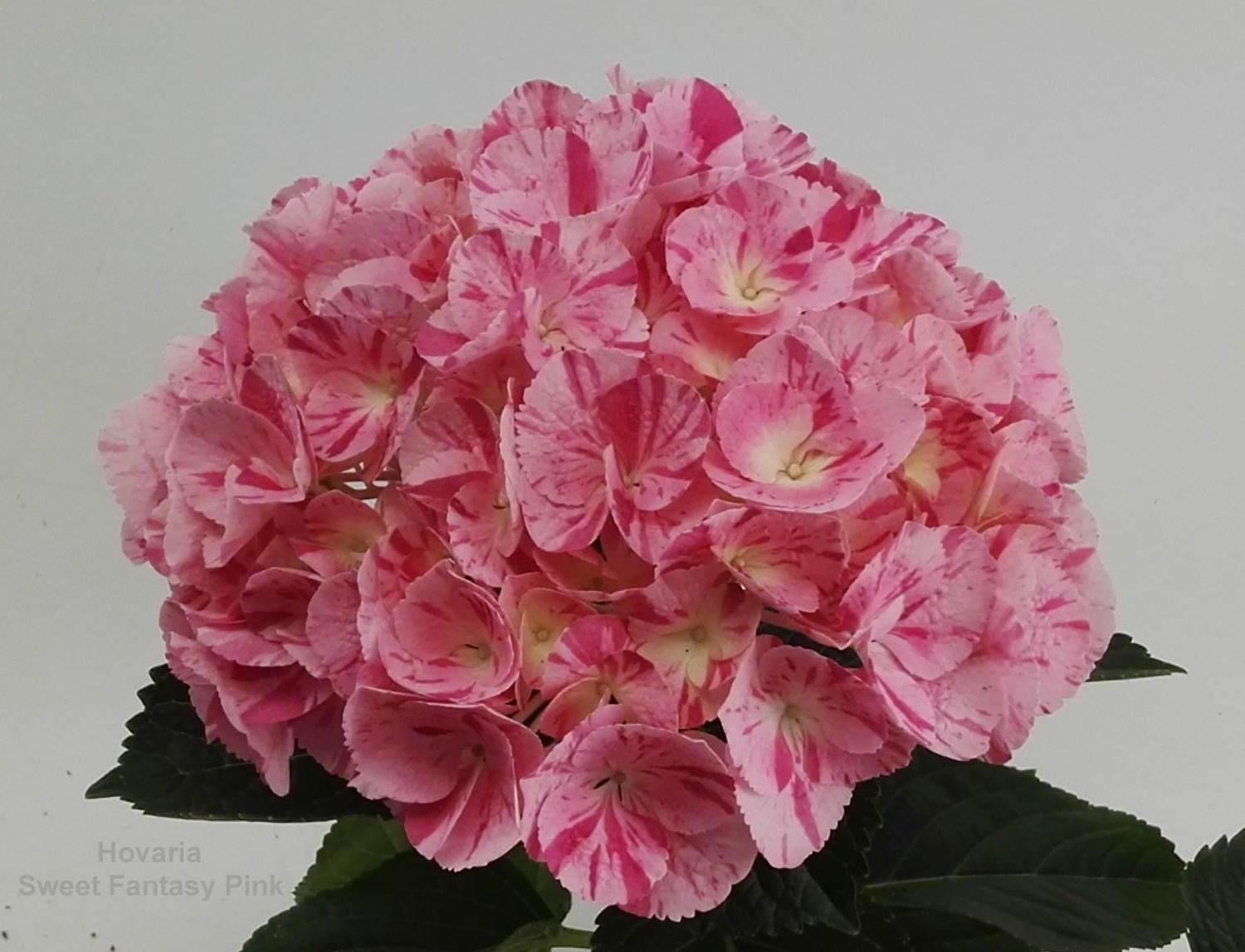Hydrangea macrophylla HOVARIA SWEET FANTASY — Plant Wholesale FlorAccess