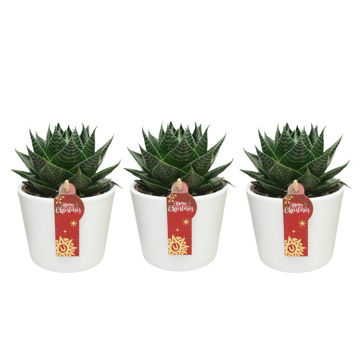 Aloe 'Cosmo' — Plant Wholesale FlorAccess