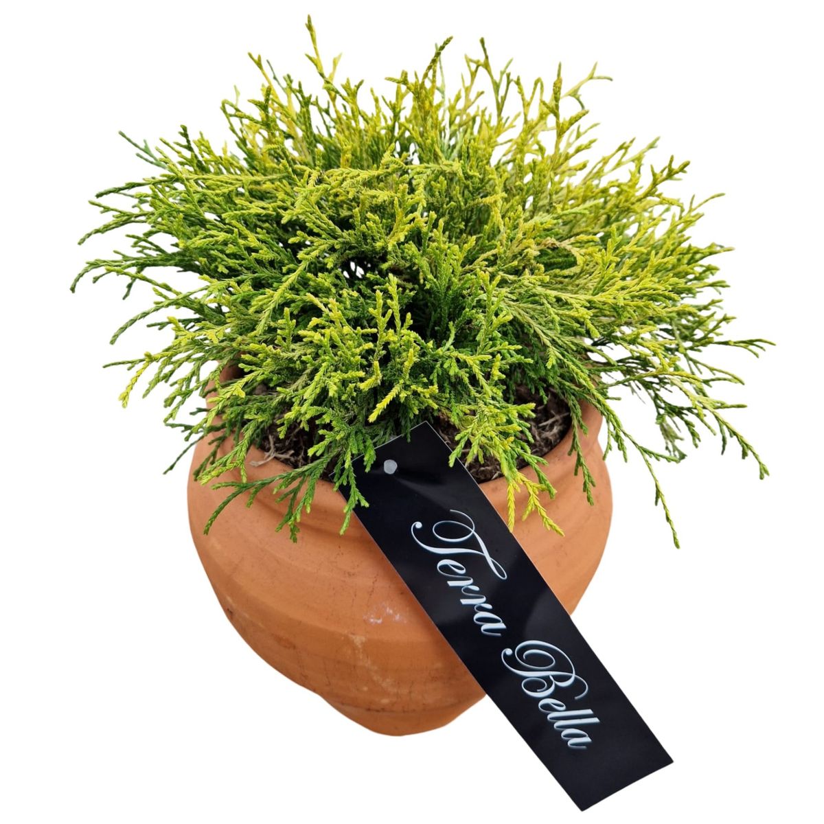 Chamaecyparis pisifera 'Sungold' — Plant Wholesale FlorAccess