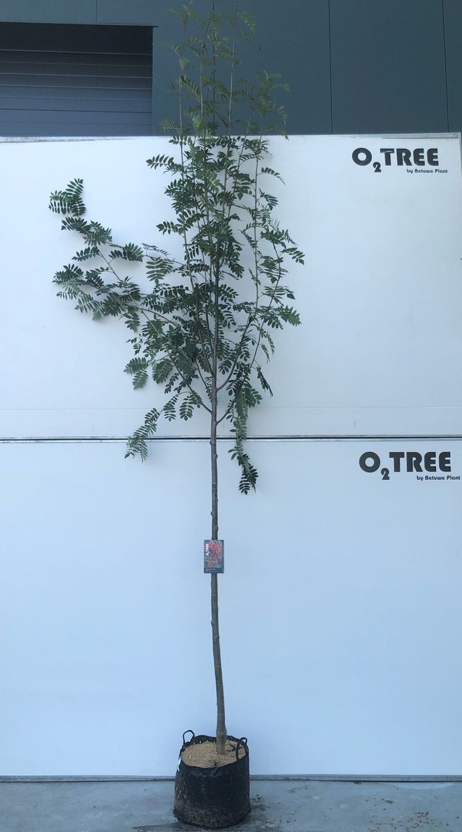 Sorbus aucuparia edulis — Plant Wholesale FlorAccess