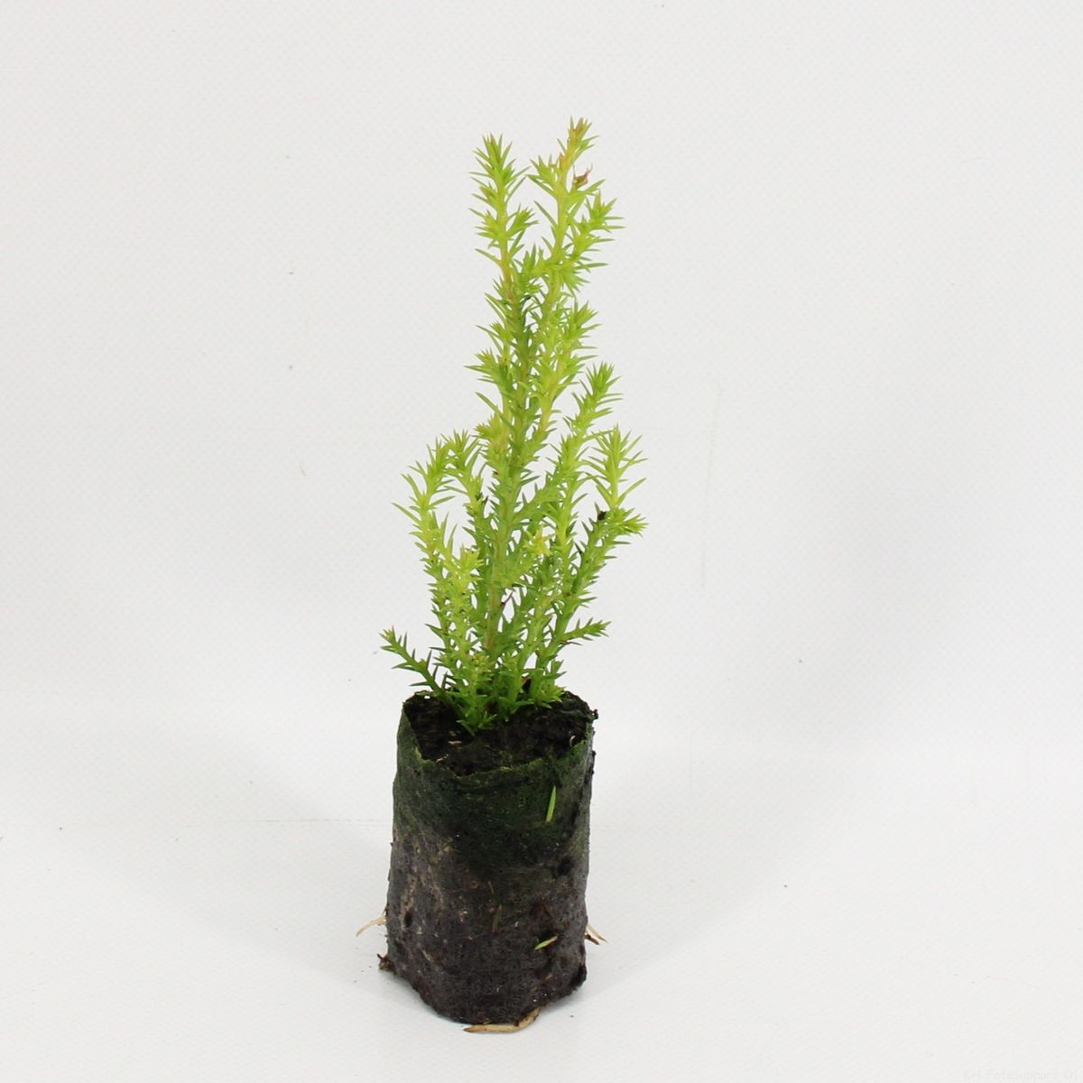 Cupressus macrocarpa 'Goldcrest' — Plant Wholesale FlorAccess