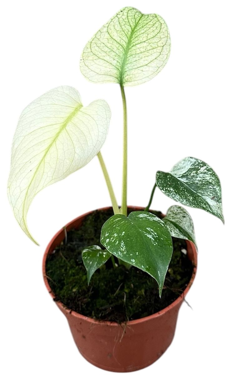 Monstera MINT — Plant Wholesale FlorAccess