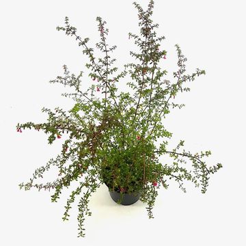 Fuchsia microphylla — Plant Wholesale FlorAccess