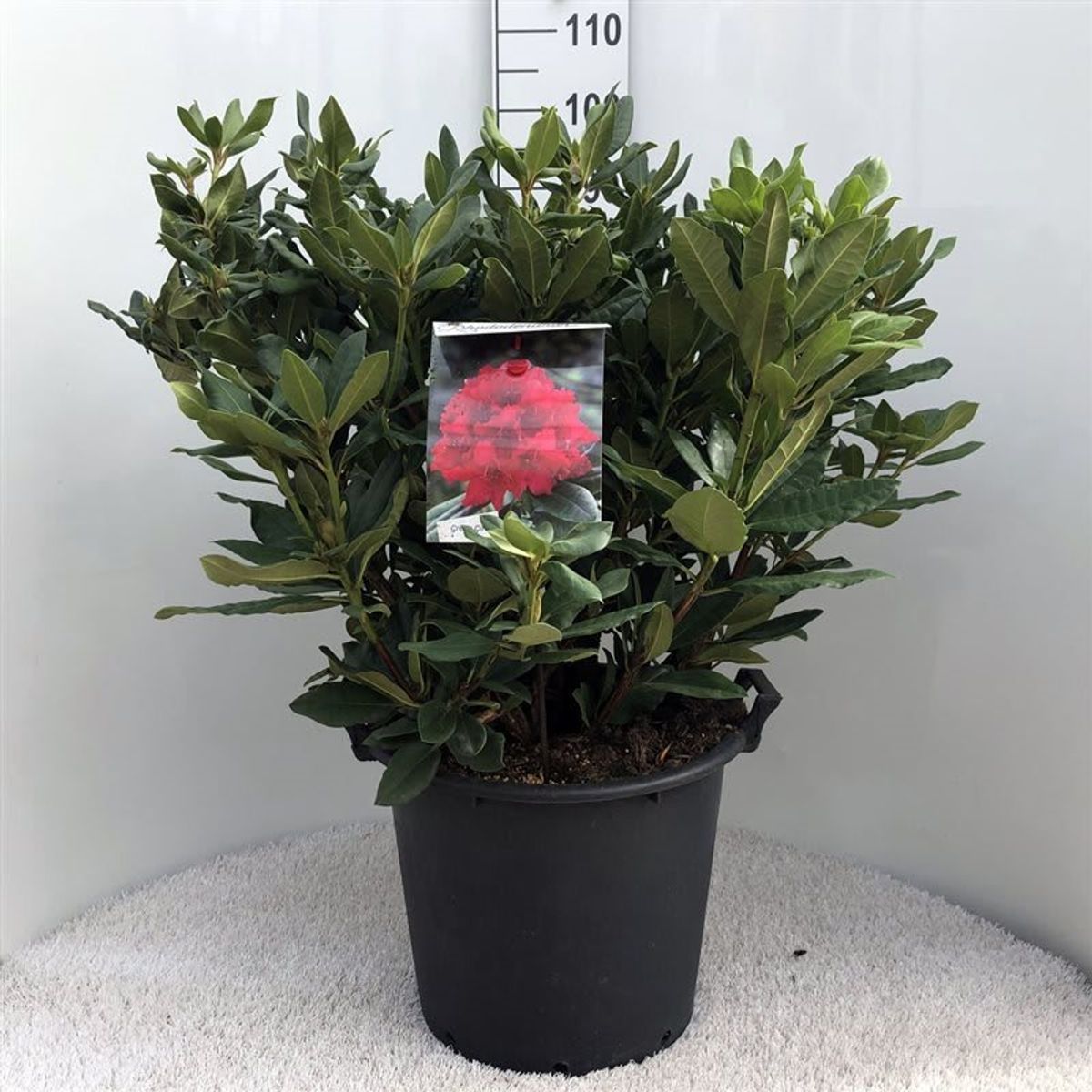 Rhododendron 'Lord Roberts' — Plant Wholesale FlorAccess