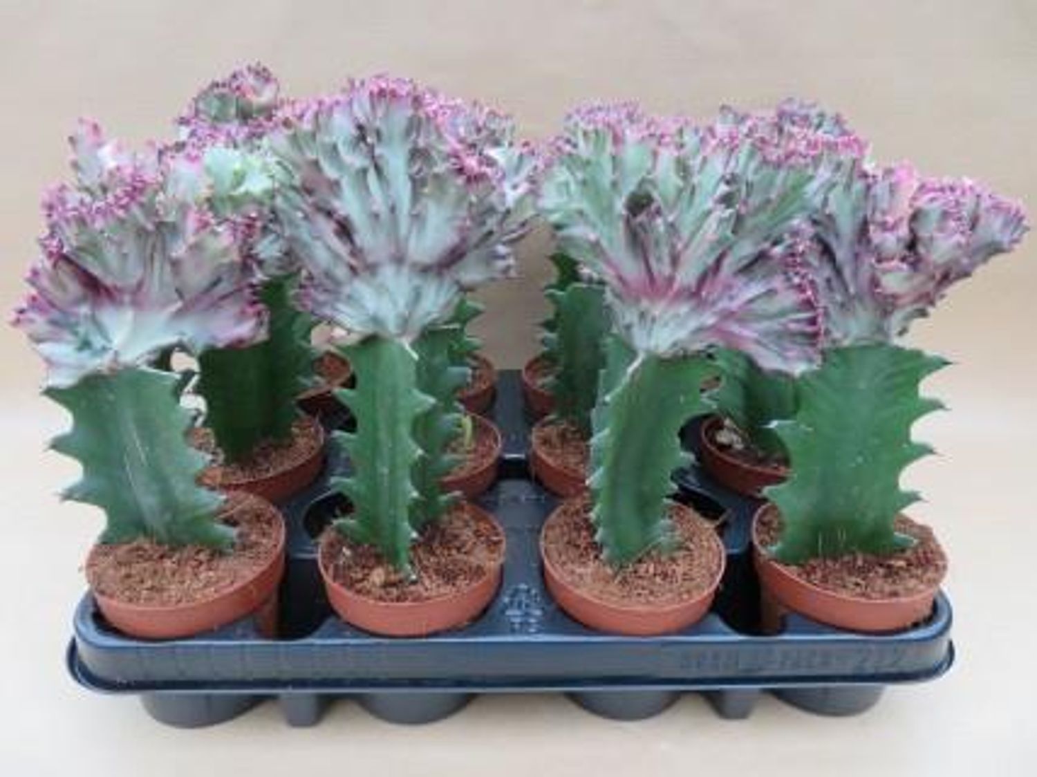Euphorbia lactea cristata — Plant Wholesale FlorAccess