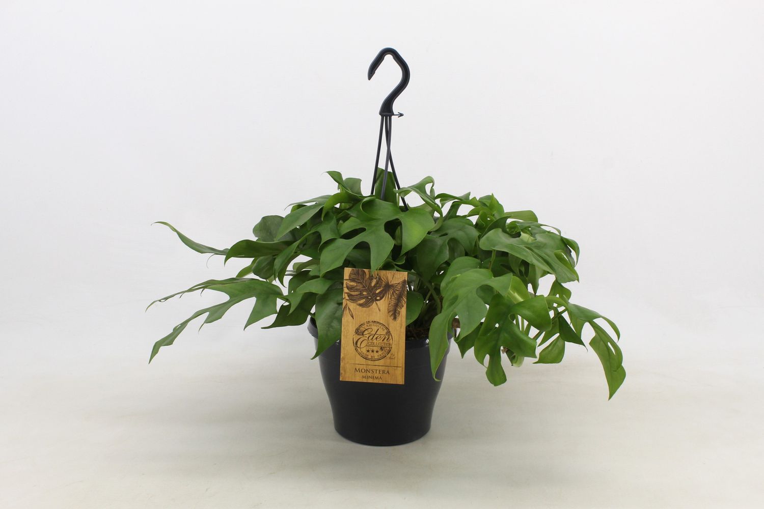 Monstera minima — Plant Wholesale FlorAccess