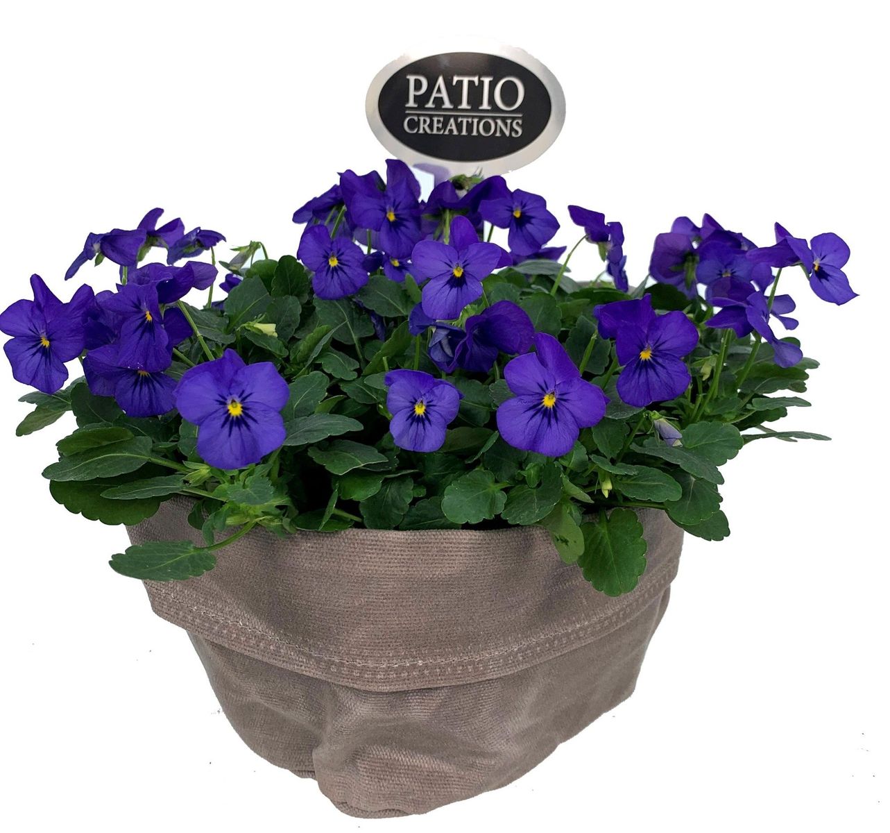 Arrangement Viola — Plant Wholesale FlorAccess