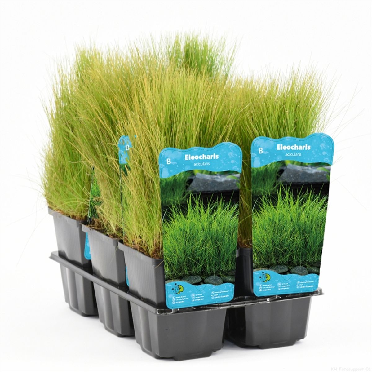Eleocharis acicularis — Plant Wholesale FlorAccess