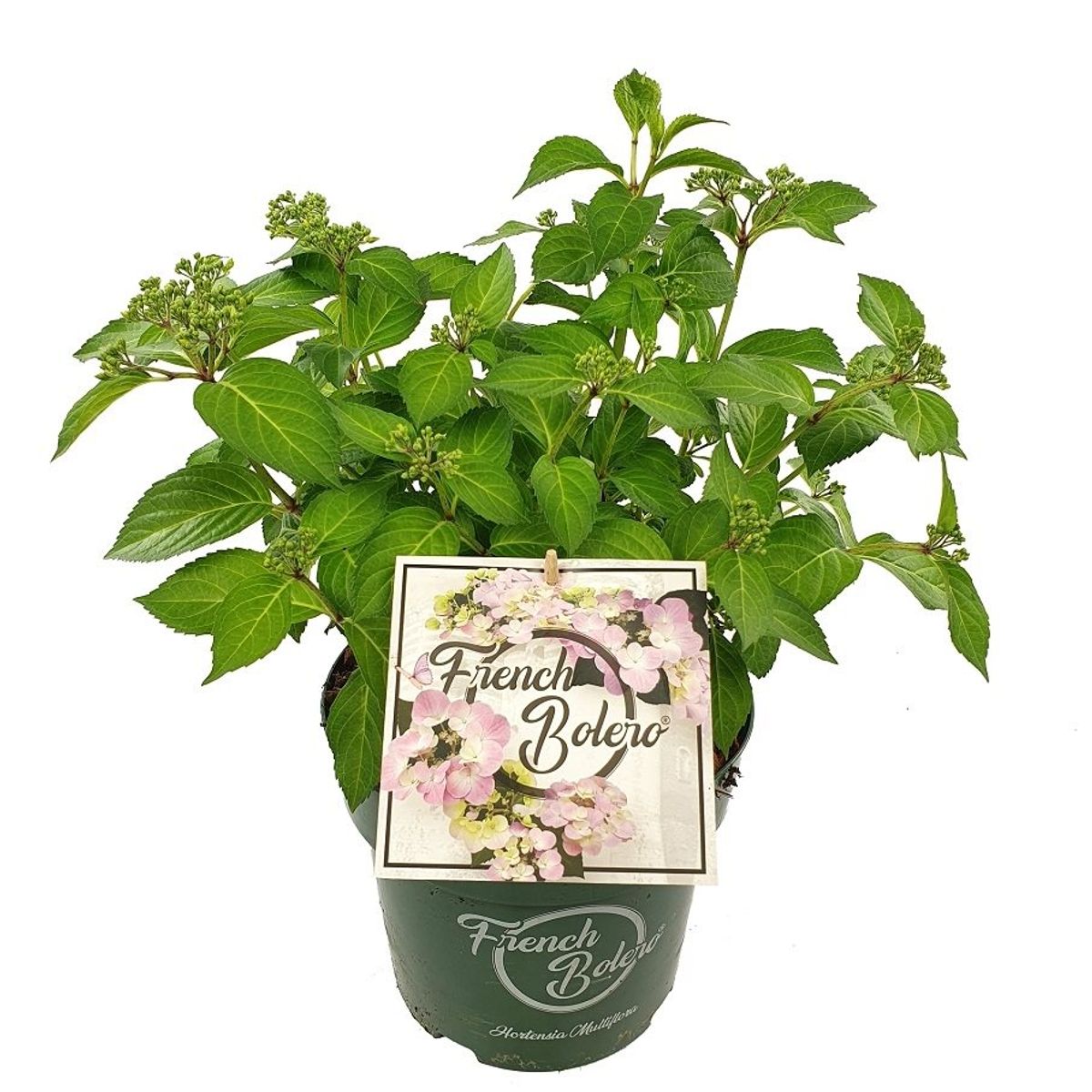 Hydrangea FRENCH BOLERO PINK — Plant Wholesale FlorAccess