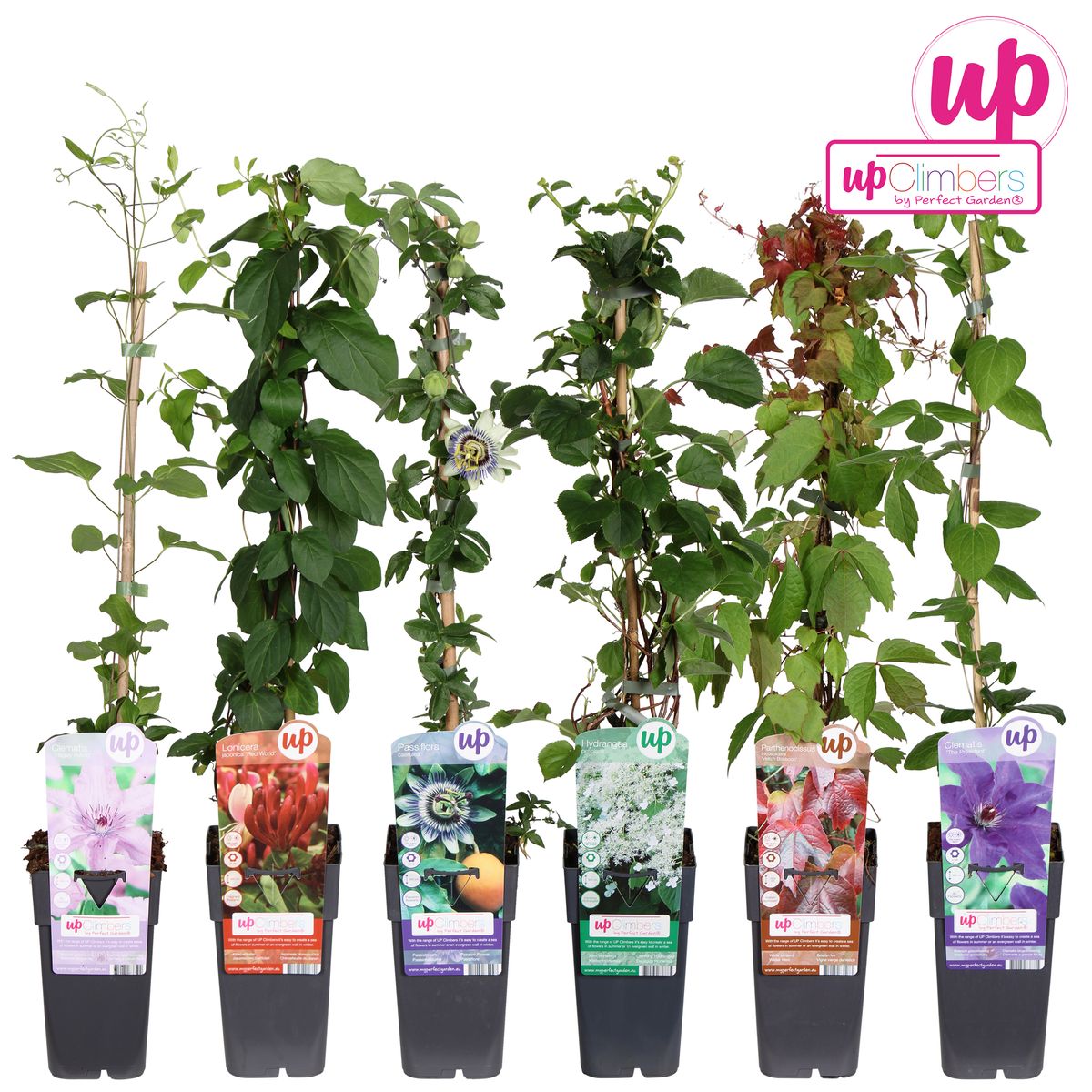 Climbers MIX — Plant Wholesale FlorAccess