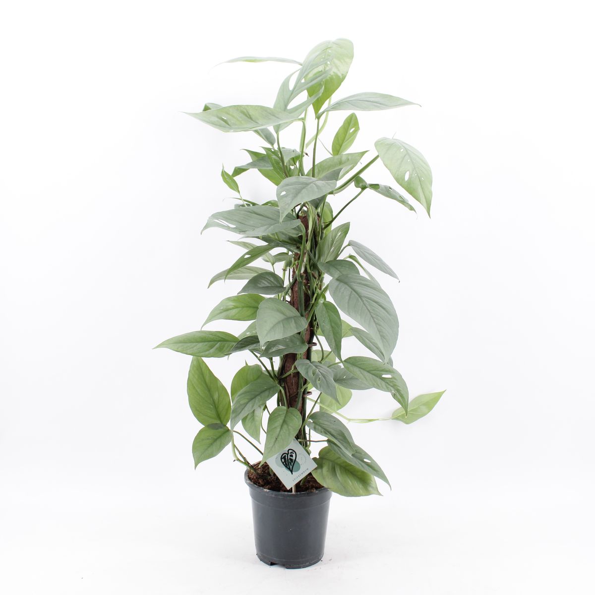 Epipremnum pinnatum 'Cebu Blue' — Mayorista de plantas FlorAccess