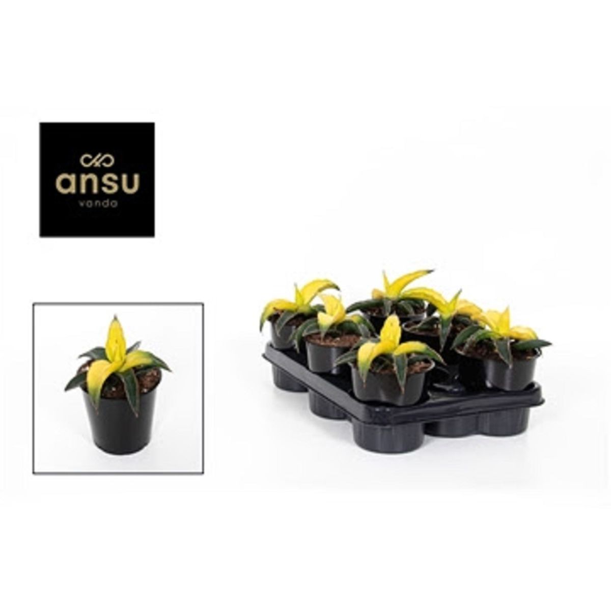 Sansevieria 'Star Canary' — Plant Wholesale FlorAccess