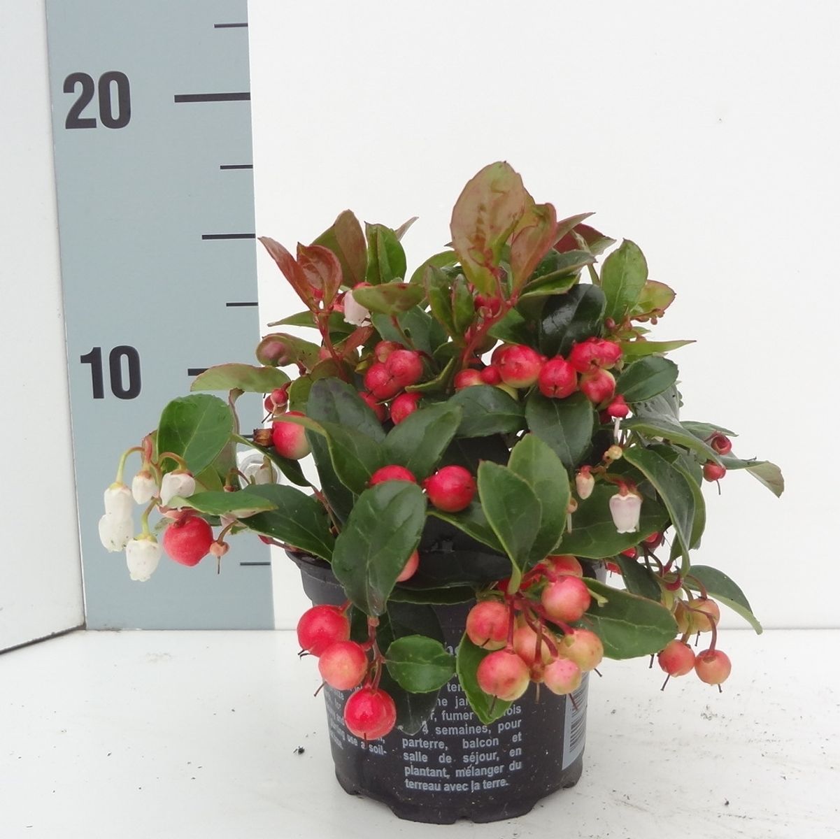 Gaultheria procumbens 'Red Diamond' — Plant Wholesale FlorAccess