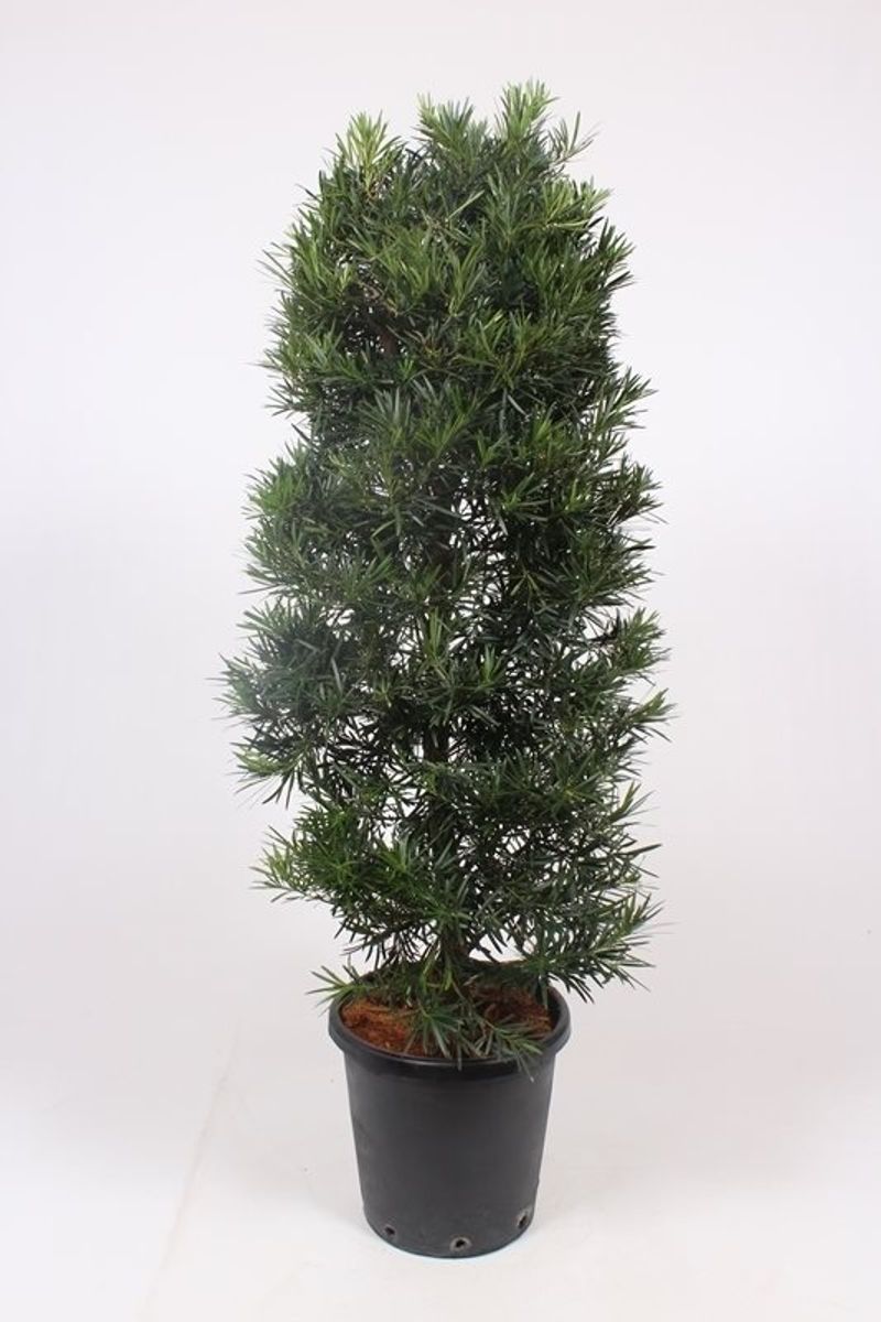 Podocarpus macrophyllus — Plant Wholesale FlorAccess
