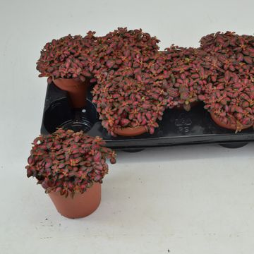 Fittonia — Plant Wholesale FlorAccess