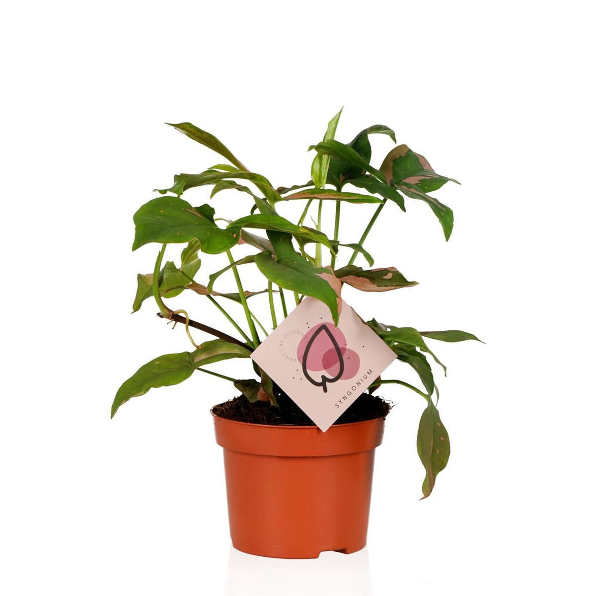Syngonium 'Pink Splash' — Plant Wholesale FlorAccess