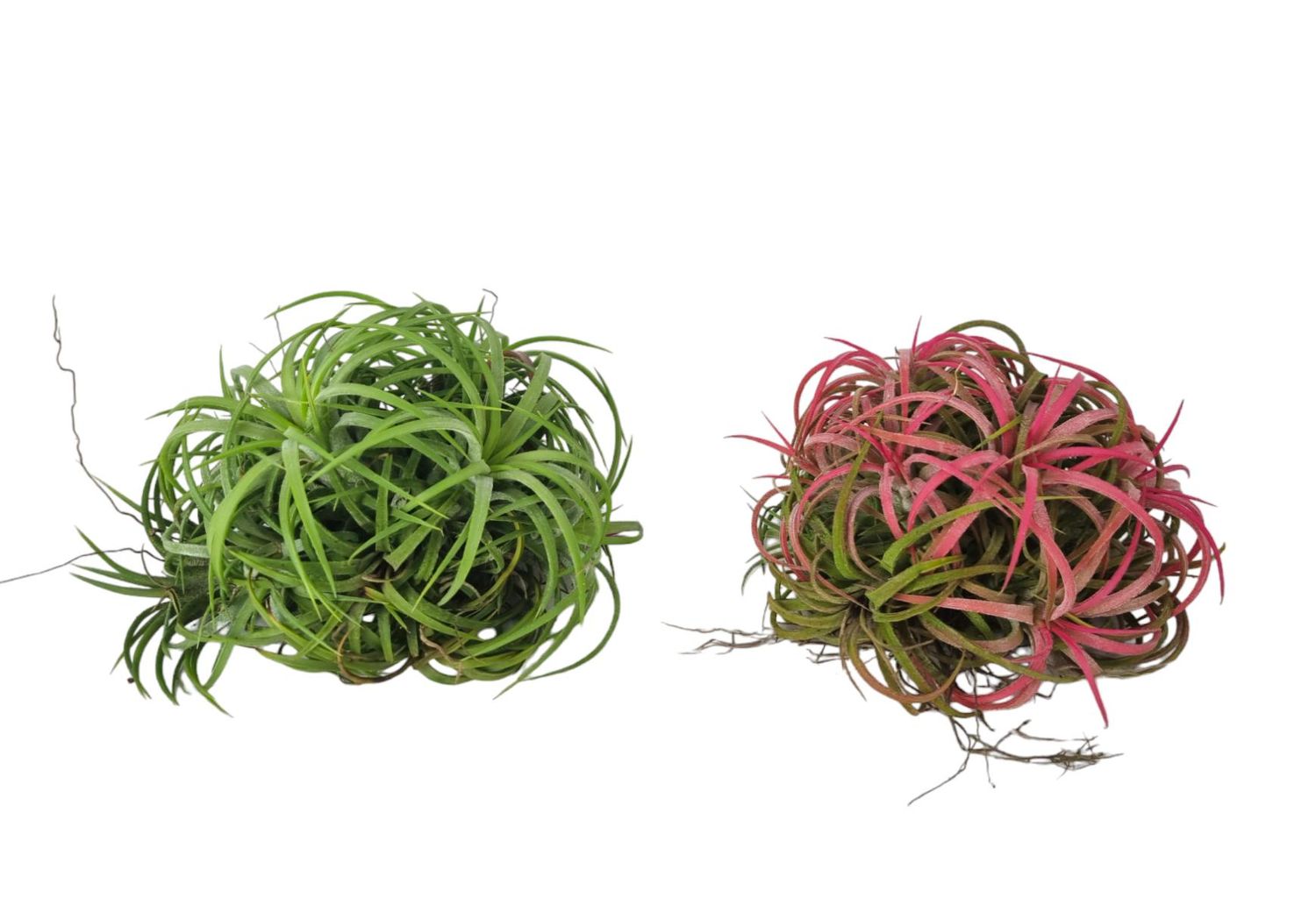 Tillandsia ionantha — Plant Wholesale FlorAccess
