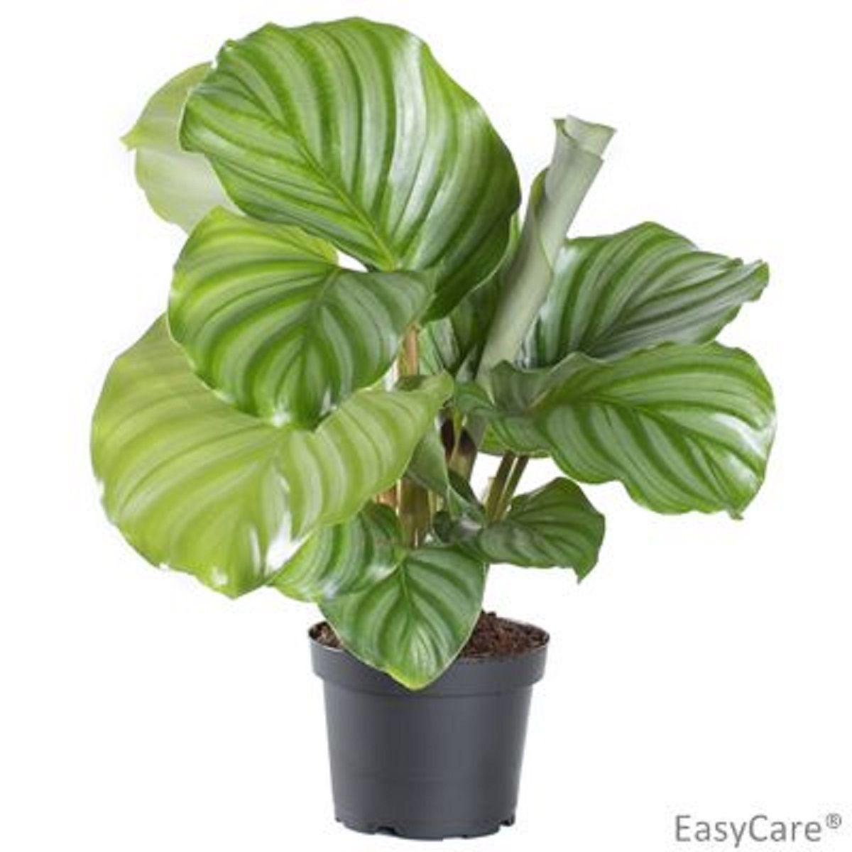 Calathea rufibarba — Plant Wholesale FlorAccess