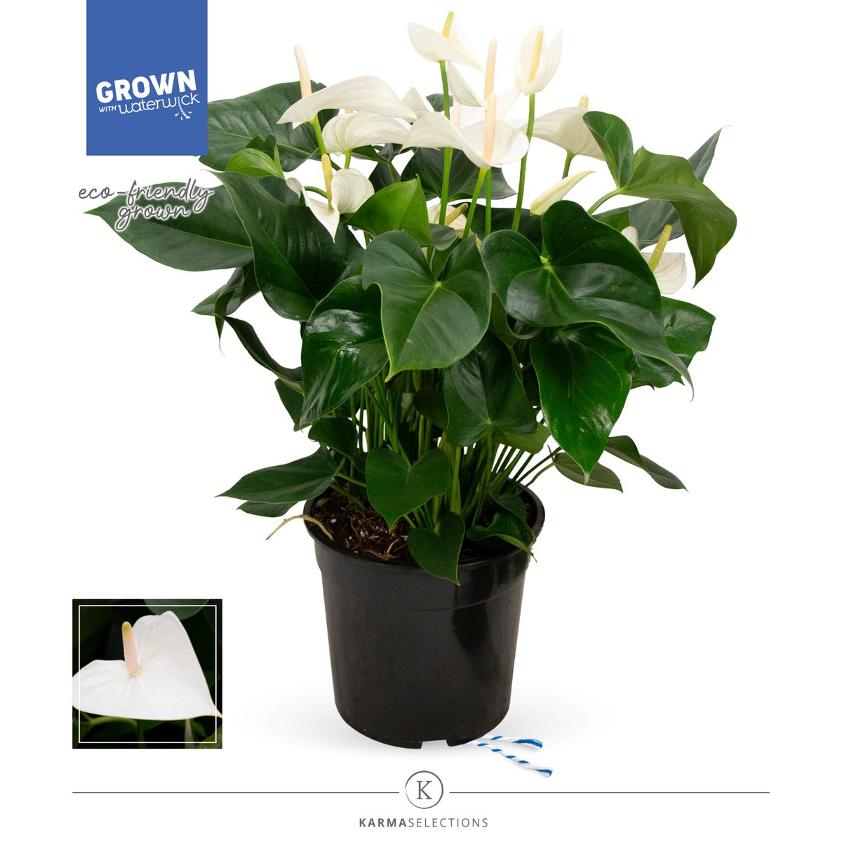 Anthurium KARMA WHITE — Plant Wholesale FlorAccess