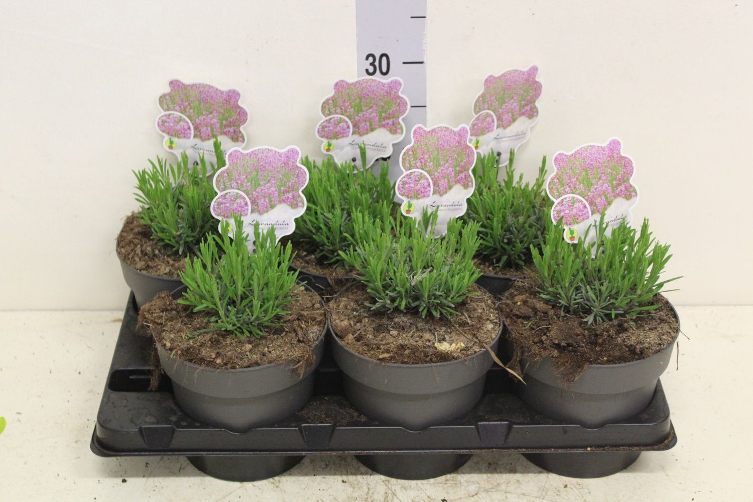 Lavandula angustifolia 'Rosea' — Plant Wholesale FlorAccess