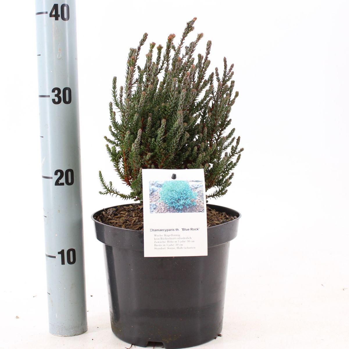 Chamaecyparis thyoides 'Blue Rock' — Рослини оптом FlorAccess