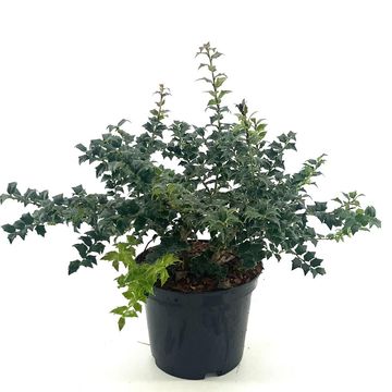 Ilex pernyi 'Compacta' — Plant Wholesale FlorAccess