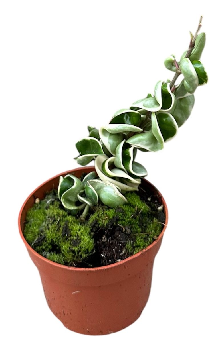 Hoya carnosa 'Compacta Variegata' — Plant Wholesale FlorAccess