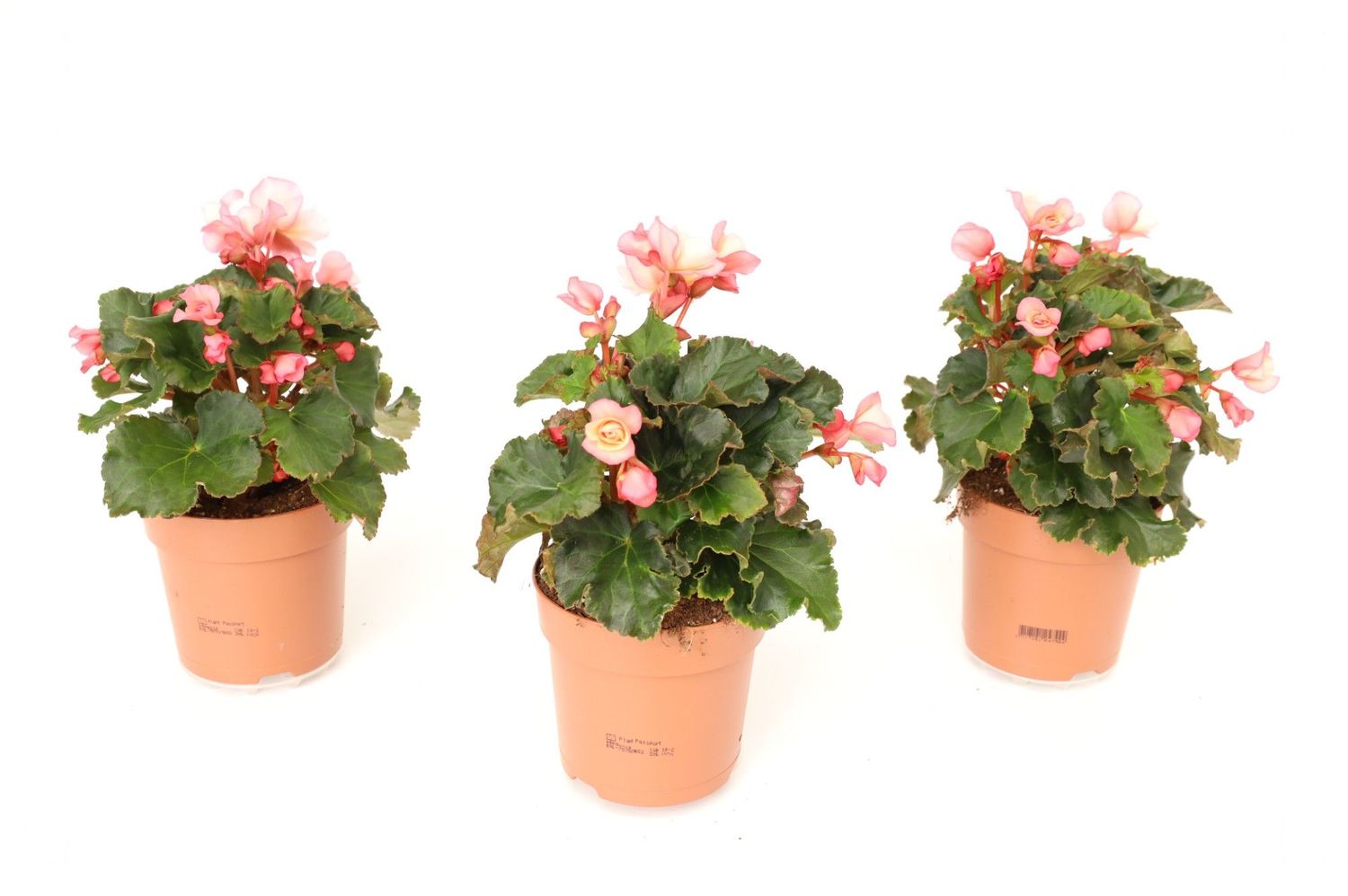 Begonia 'Glory Garden Pink Shades' — Plant Wholesale FlorAccess