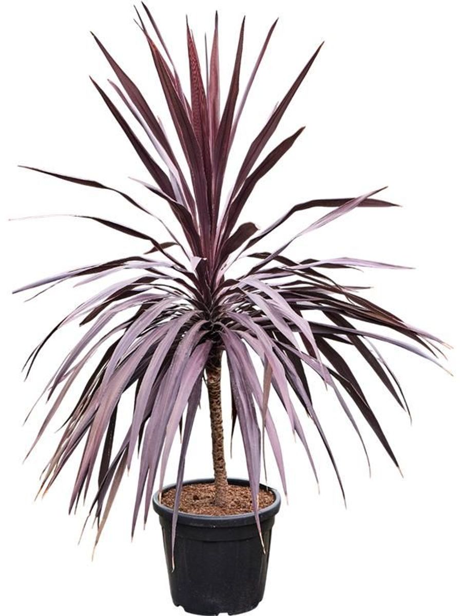 Cordyline australis BURGUNDY SPIRE — Plant Wholesale FlorAccess