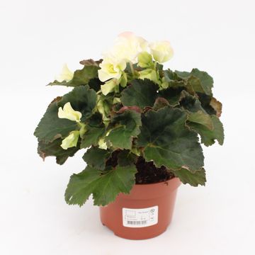 Begonia GLORY WHITE — Plant Wholesale FlorAccess
