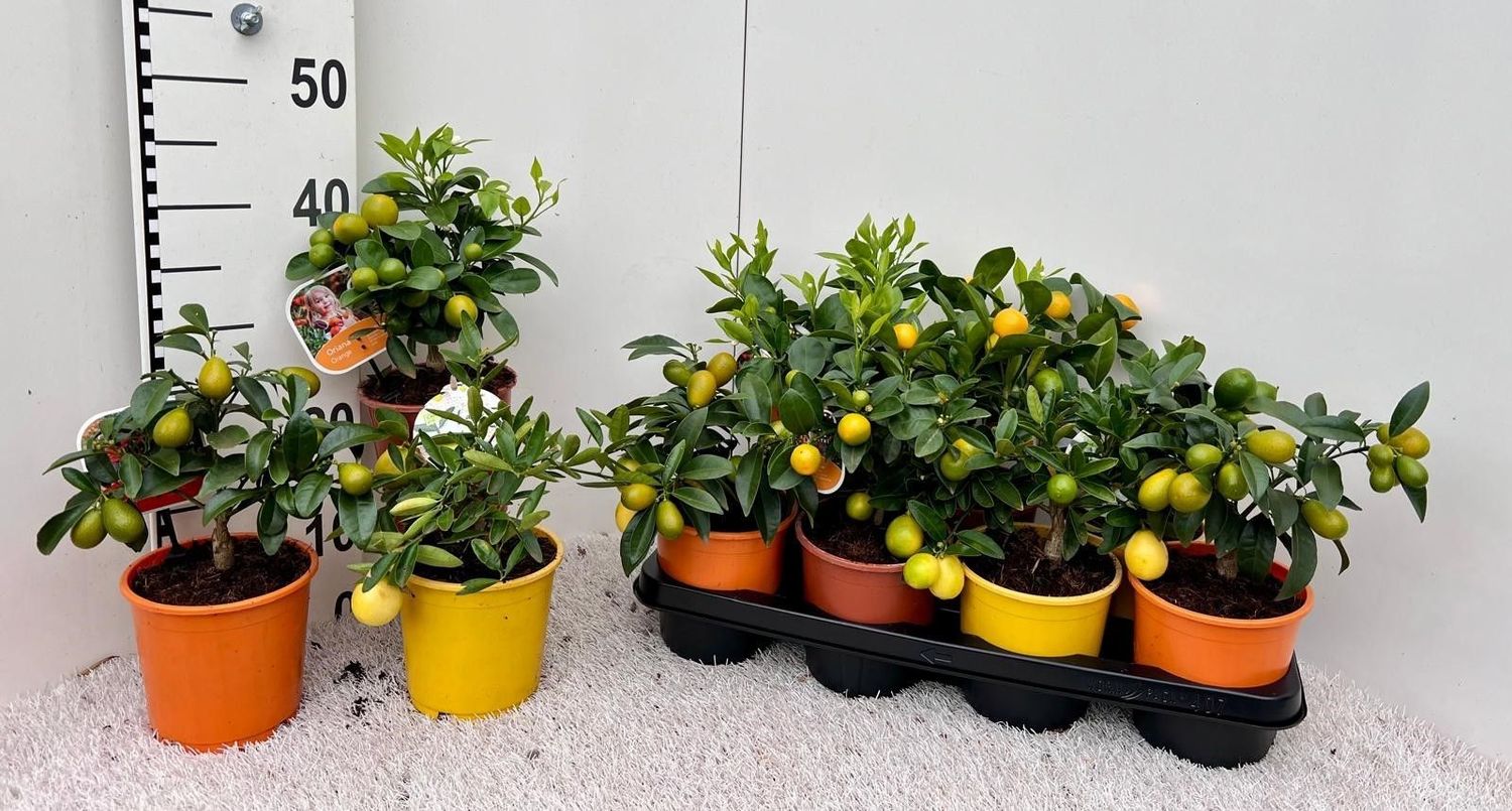 Citrus MIX — Mayorista de plantas FlorAccess