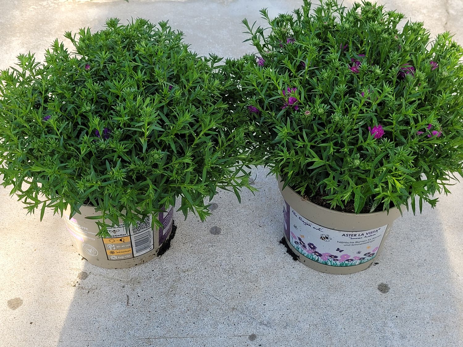 Aster 'La Vista White' — Plant Wholesale FlorAccess