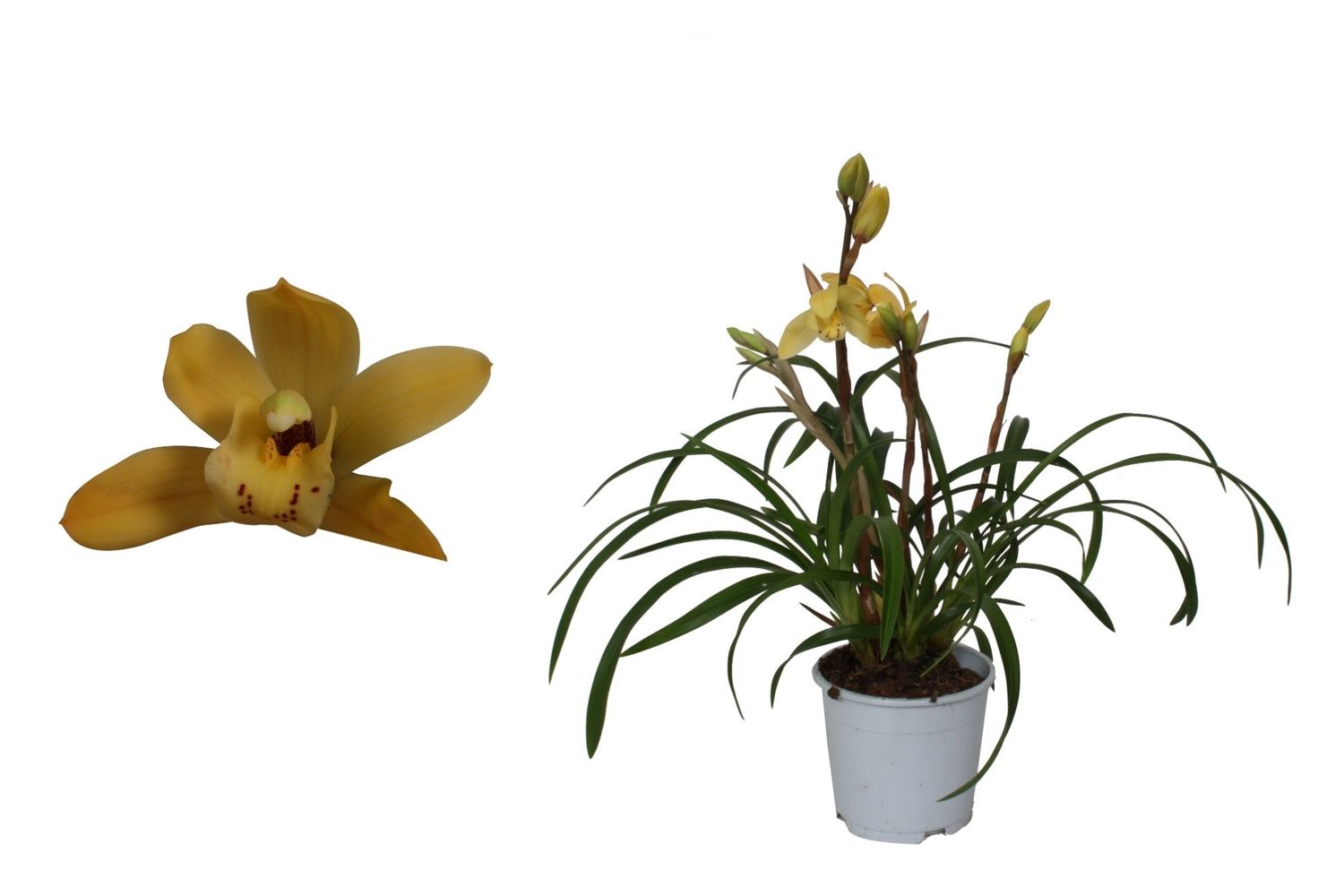 Cymbidium WILD SUNNY — Plant Wholesale FlorAccess