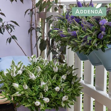 Hebe ADDENDA MIX — Plant Wholesale FlorAccess