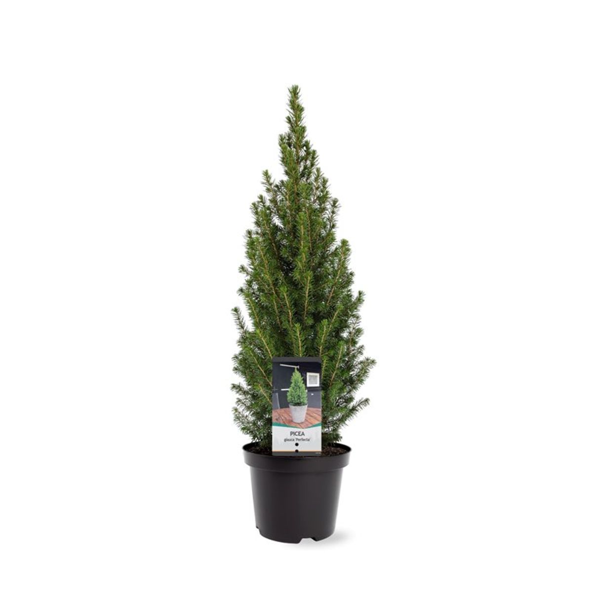 Picea glauca PERFECTA — Plant Wholesale FlorAccess