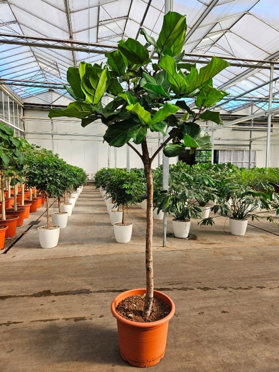 Ficus lyrata — Plant Wholesale FlorAccess