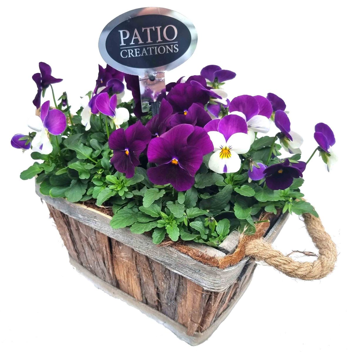 Arrangement Viola — Plant Wholesale FlorAccess